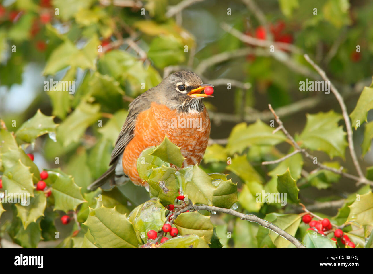 Robin with holly hi-res stock photography and images - Alamy