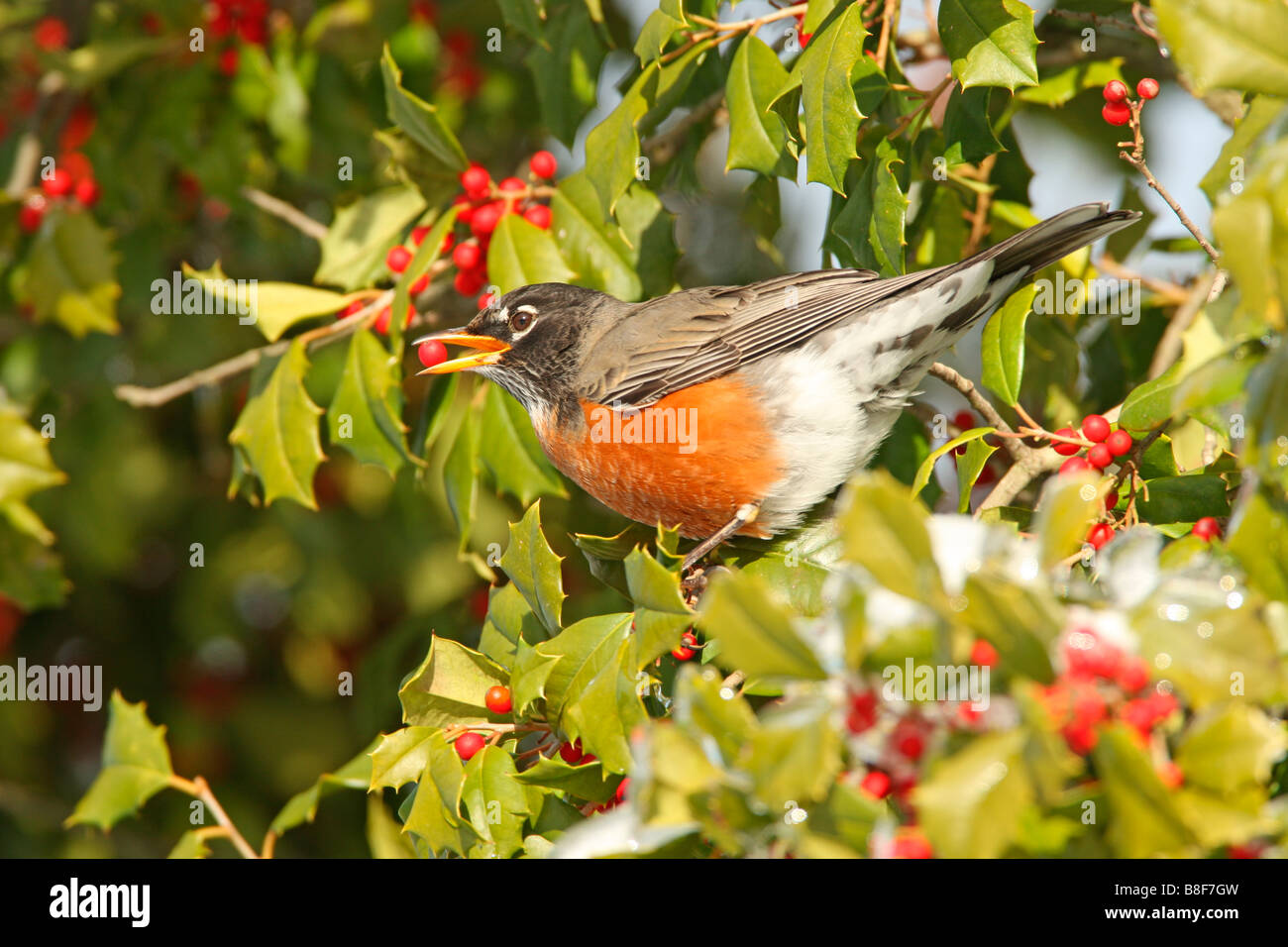 Robin And Holly High Resolution Stock Photography and Images - Alamy
