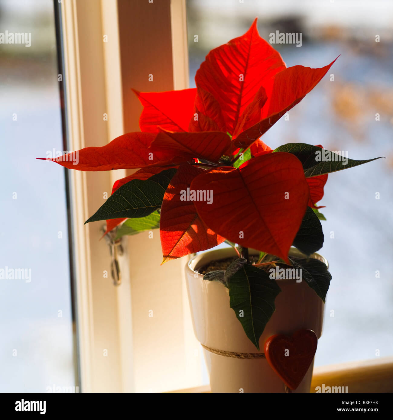 Euphorbia pulcherrima, Christmas flower Stock Photo - Alamy