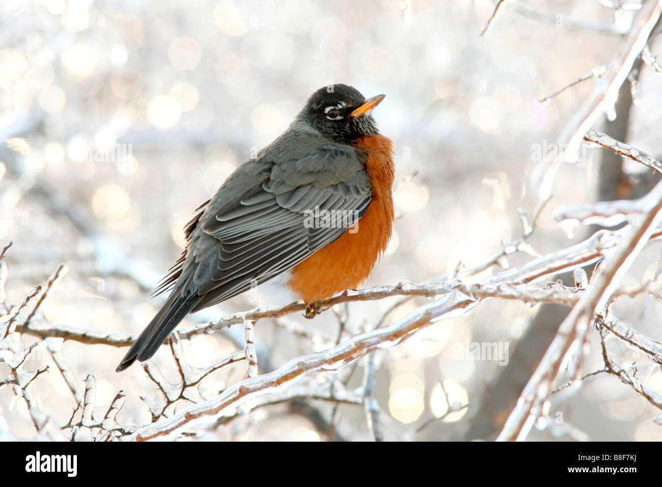 Robin ice hi-res stock photography and images - Alamy