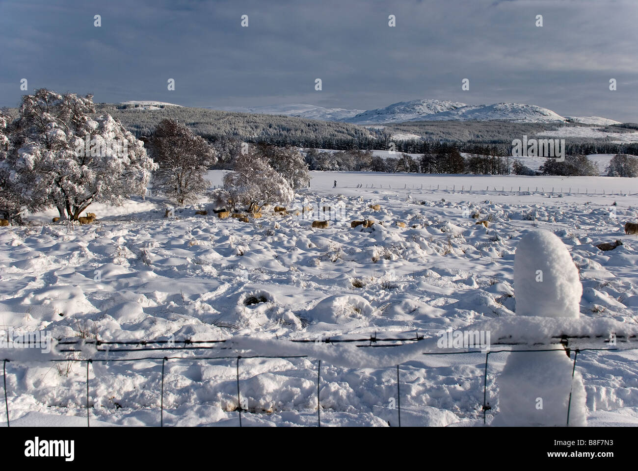 Snowy Field Farr Inverness Scotland Stock Photo - Alamy