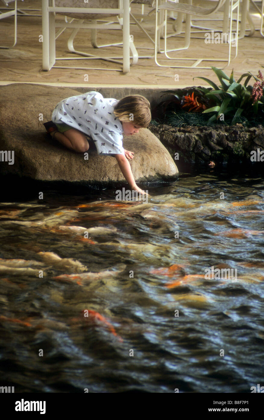 Koi fish in hawaii koi hi-res stock photography and images - Alamy