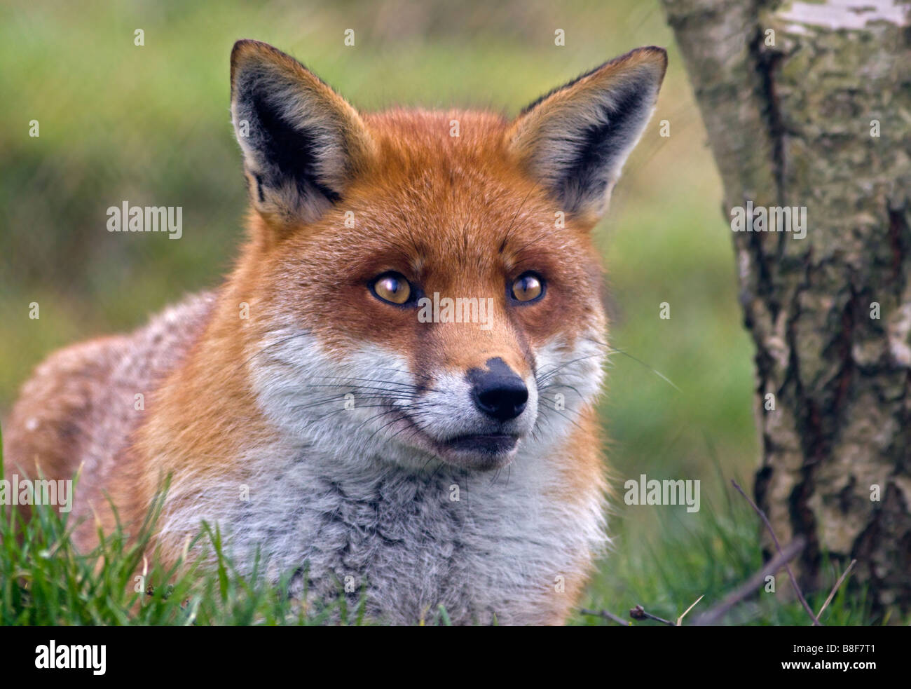 European Red Fox (vulpes vulpes), UK Stock Photo - Alamy