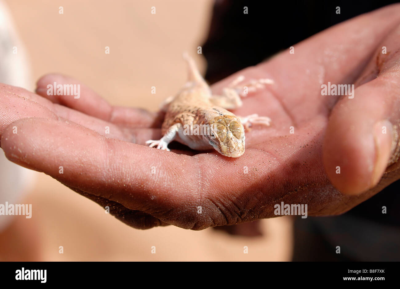 Namib Web Footed Gecko on a Hand in the Namib Desert National Park ...