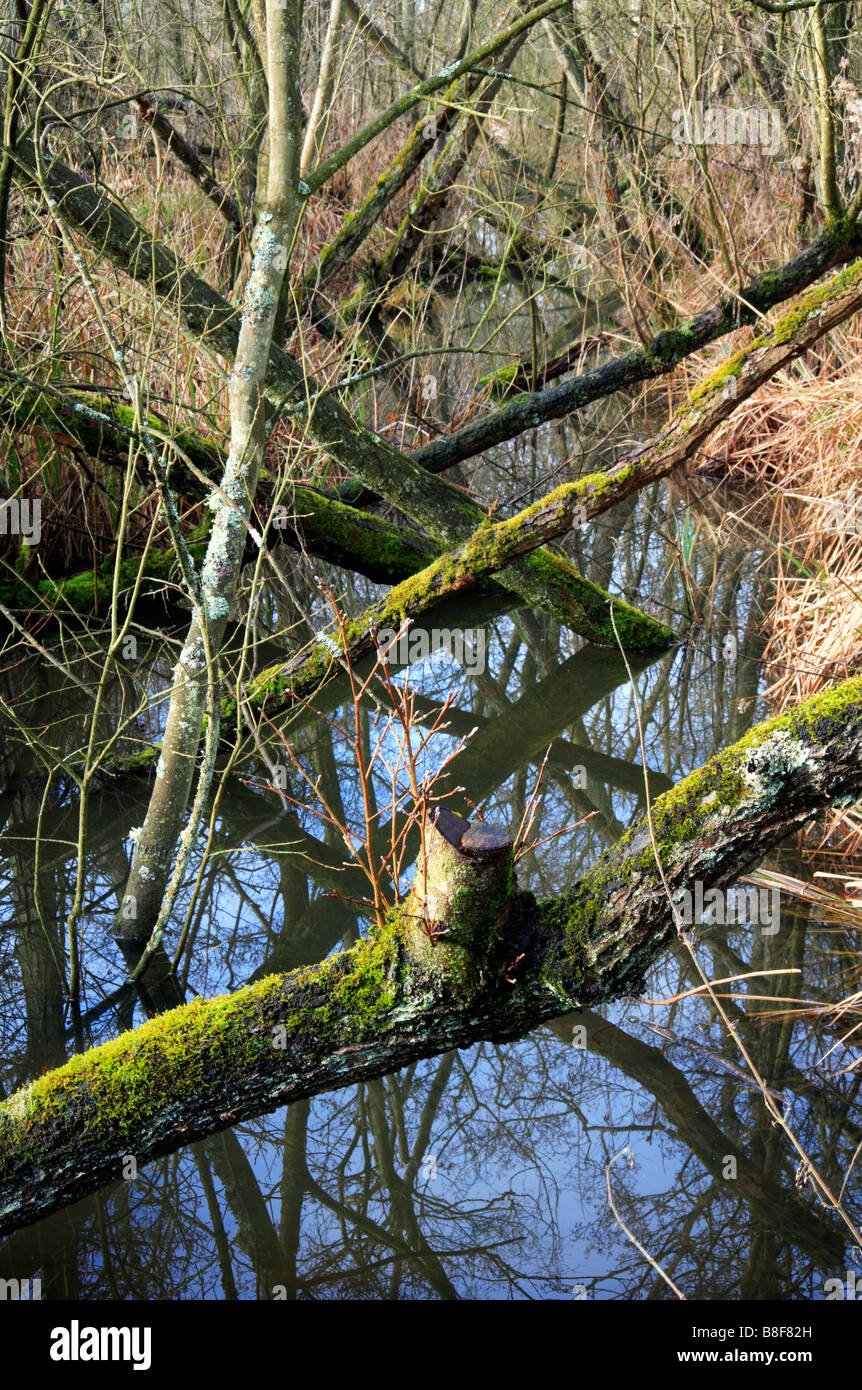 A small watercourse running through an area of wet woodland on the ...