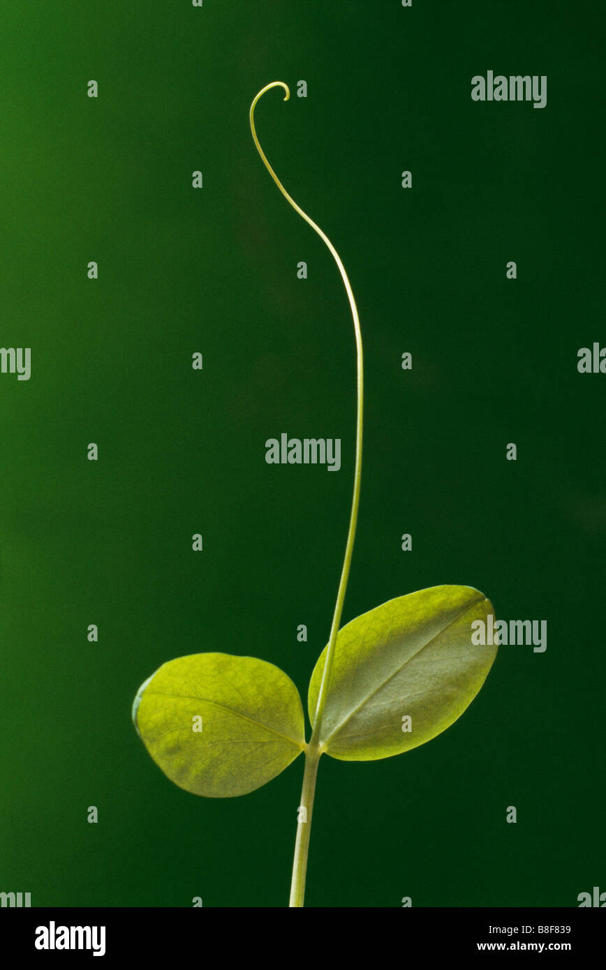 Tendril of pea plant Stock Photo - Alamy