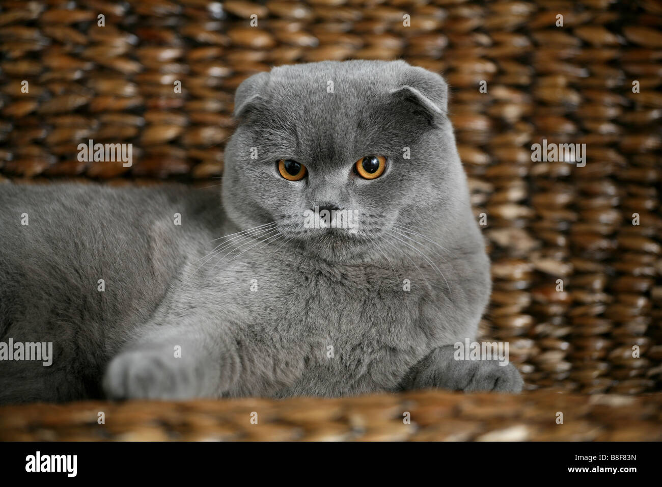 Scottish Fold cat Stock Photo - Alamy
