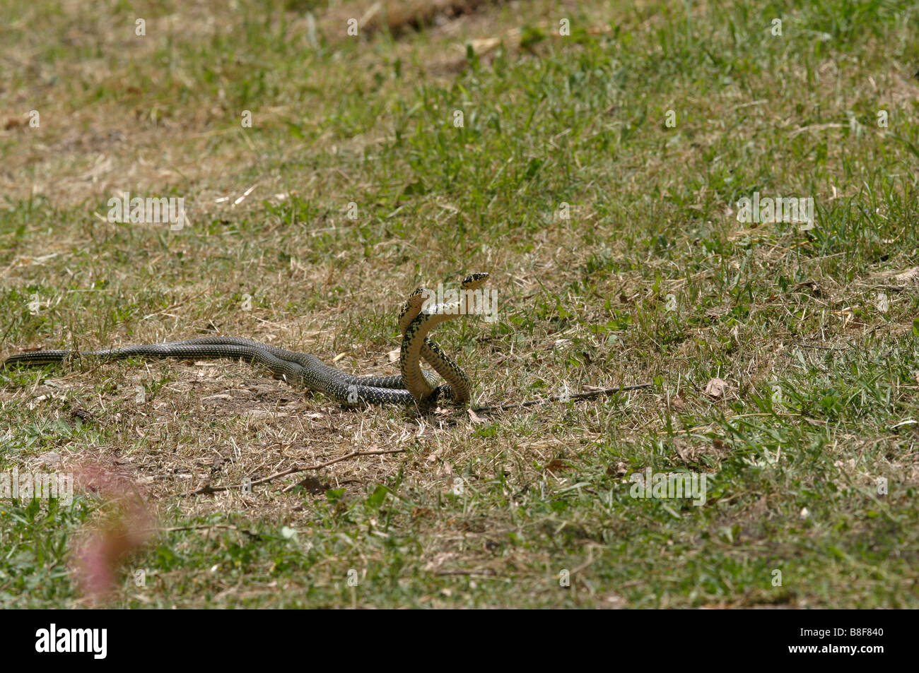 Two snakes entwined in a ritual dance Stock Photo - Alamy