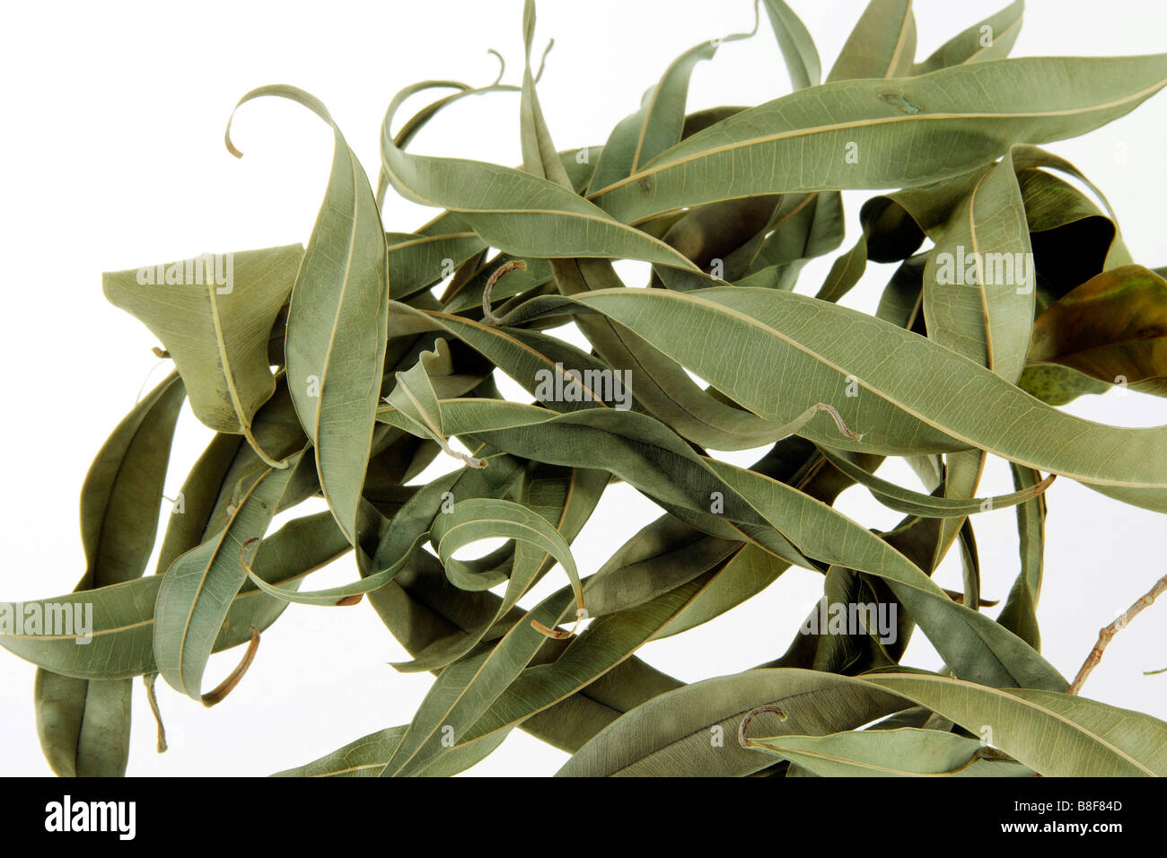 clip image drying leaves Stock Photo - Alamy