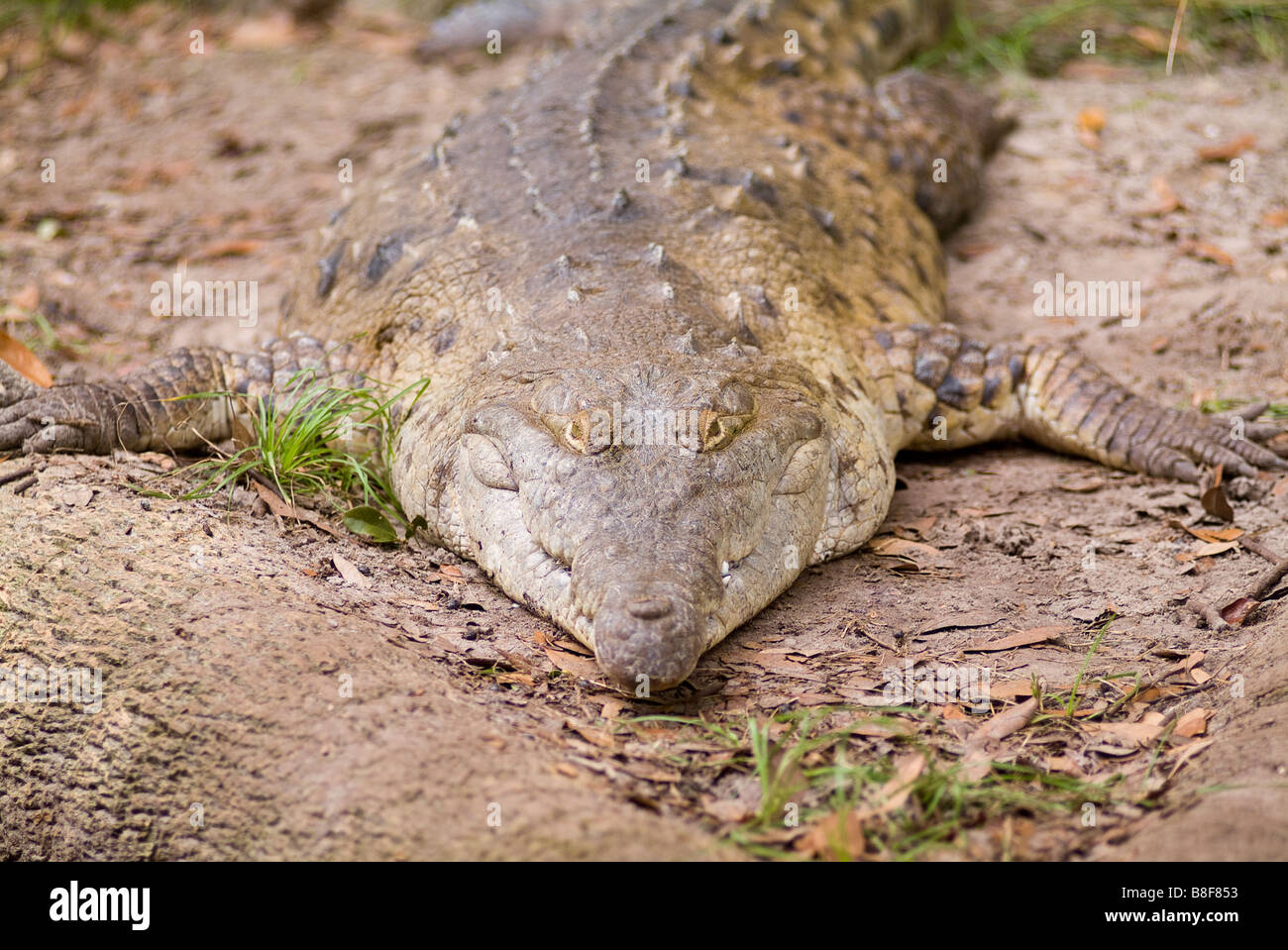 Orinoco Crocodile Crocodylus intermedius native to Venezuela and ...