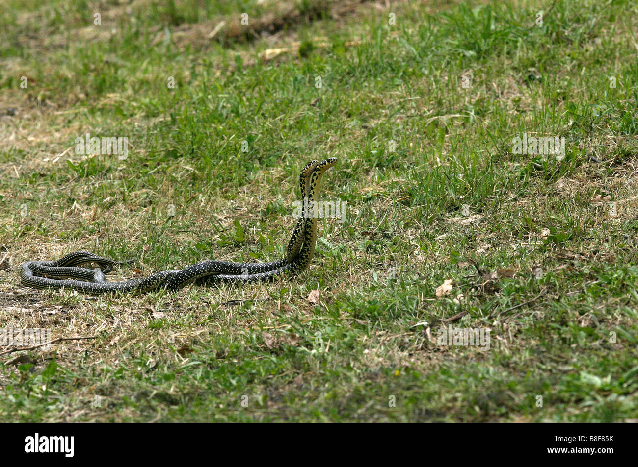 Two snakes entwined in a ritual dance Stock Photo - Alamy