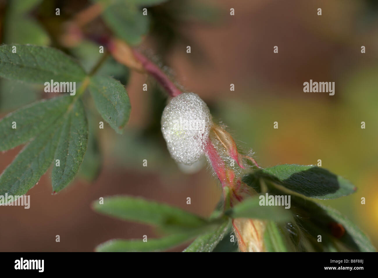 Cuckoo spit of common froghopper, Philaenus spumarius, on stem of plant ...