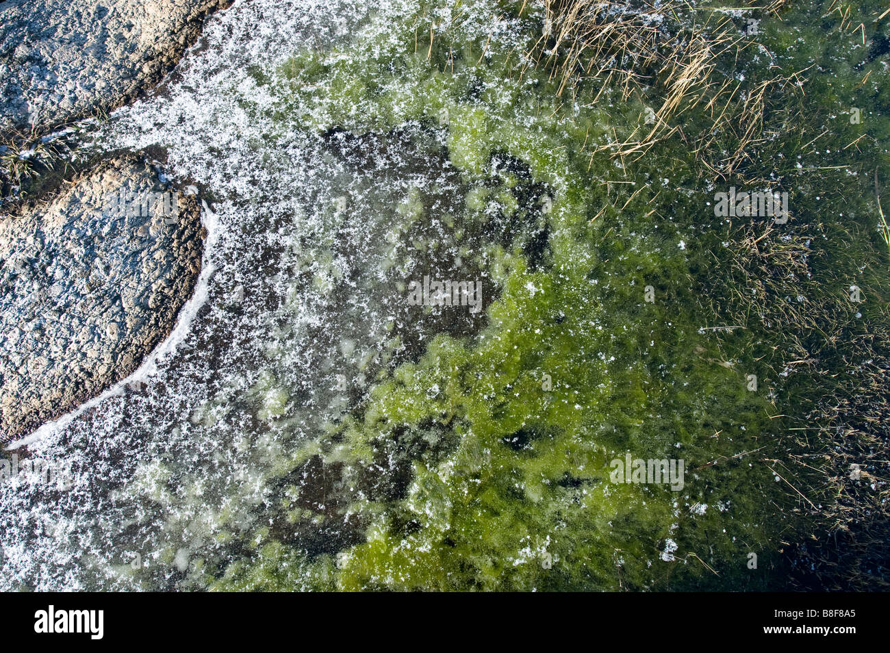 Green alga frozen in ice, Sweden Stock Photo - Alamy