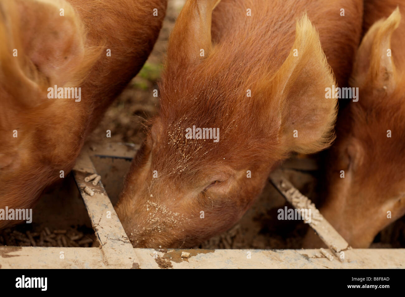 Pigs eating hi-res stock photography and images - Alamy