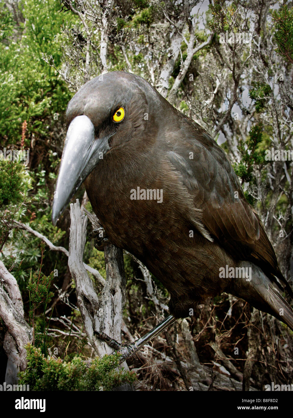 Raven in dense old forest vegetation very close Stock Photo - Alamy
