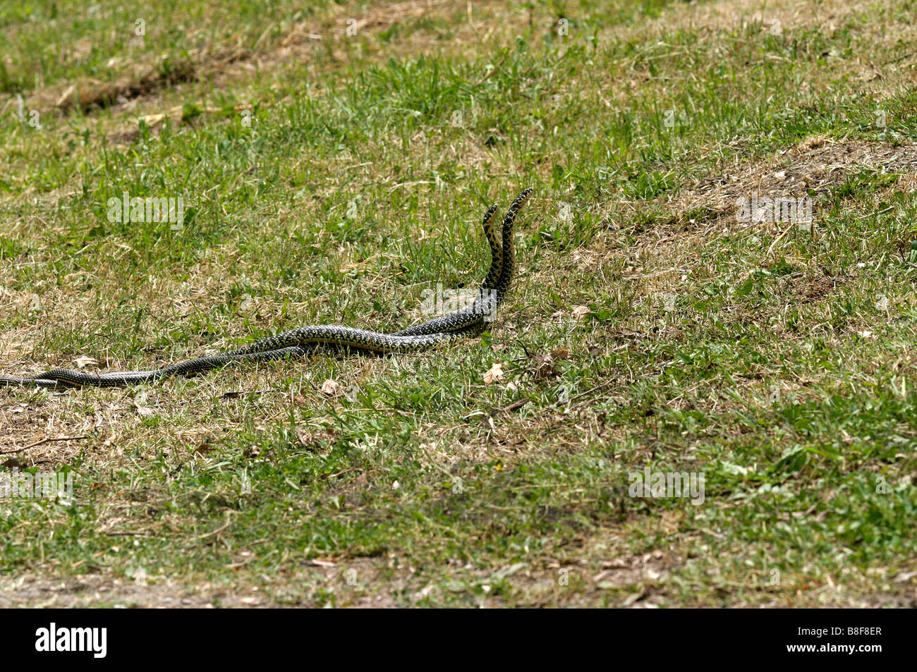Two snakes entwined in a ritual dance Stock Photo - Alamy