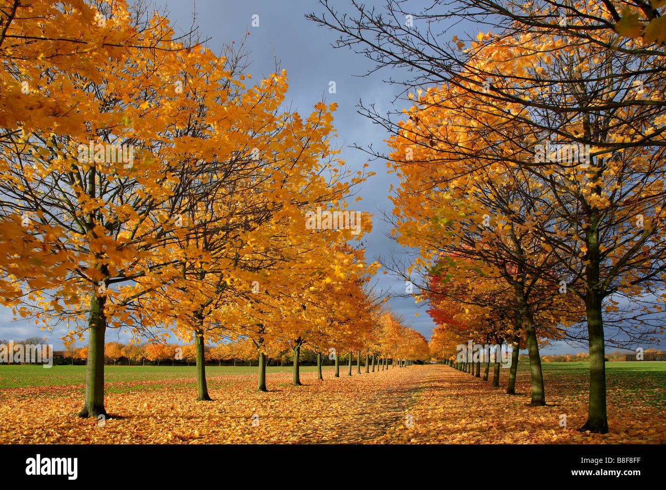 Landscape of Maple Tree in Golden Autumn Colours English Woodland ...