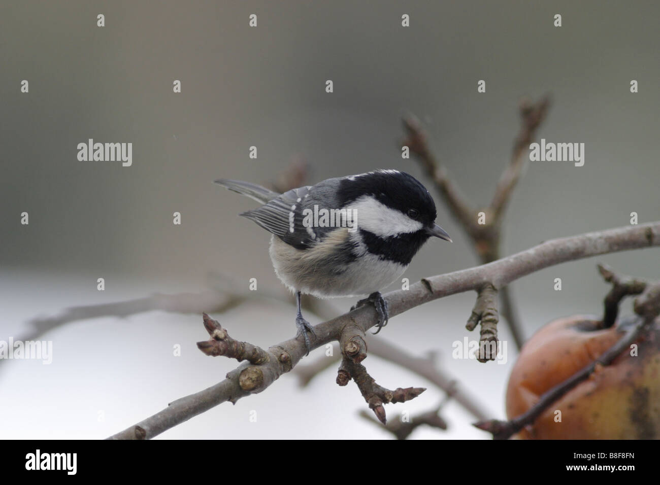 Coal tit (Periparus ater Stock Photo - Alamy
