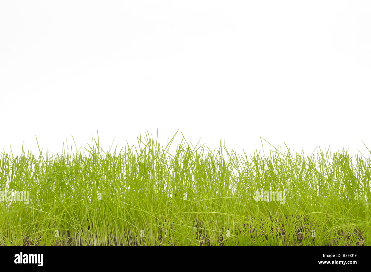 Grass low angle hi-res stock photography and images - Alamy
