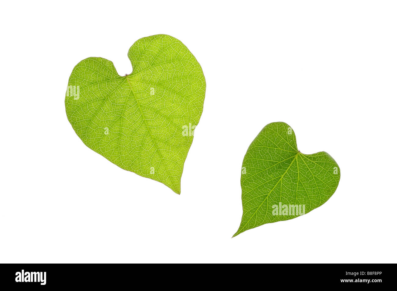 Heart leaves shape hi-res stock photography and images - Alamy