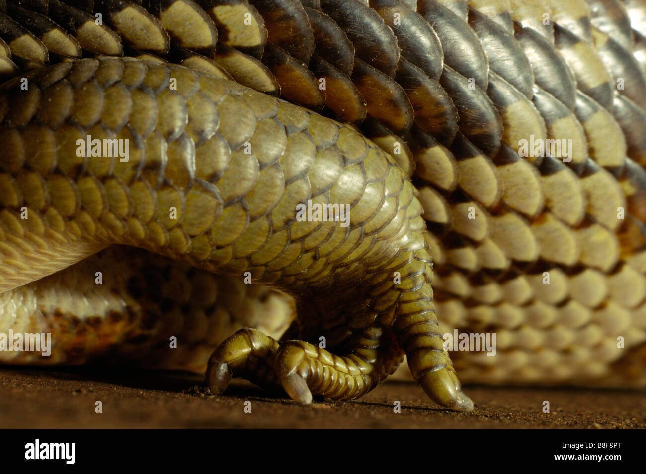 Reptile leg hi-res stock photography and images - Alamy