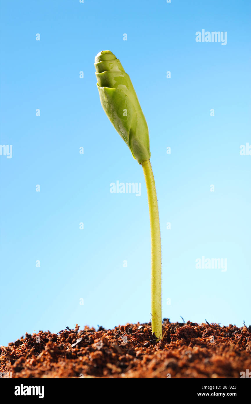Close up of a sprout from earth to the blue sky Stock Photo - Alamy