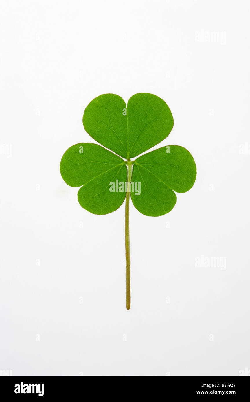 Leaf green four clover Cut Out Stock Images & Pictures - Alamy