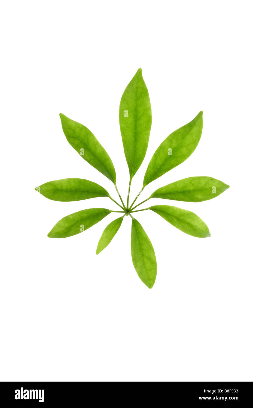 Frond leaf Cut Out Stock Images & Pictures - Alamy