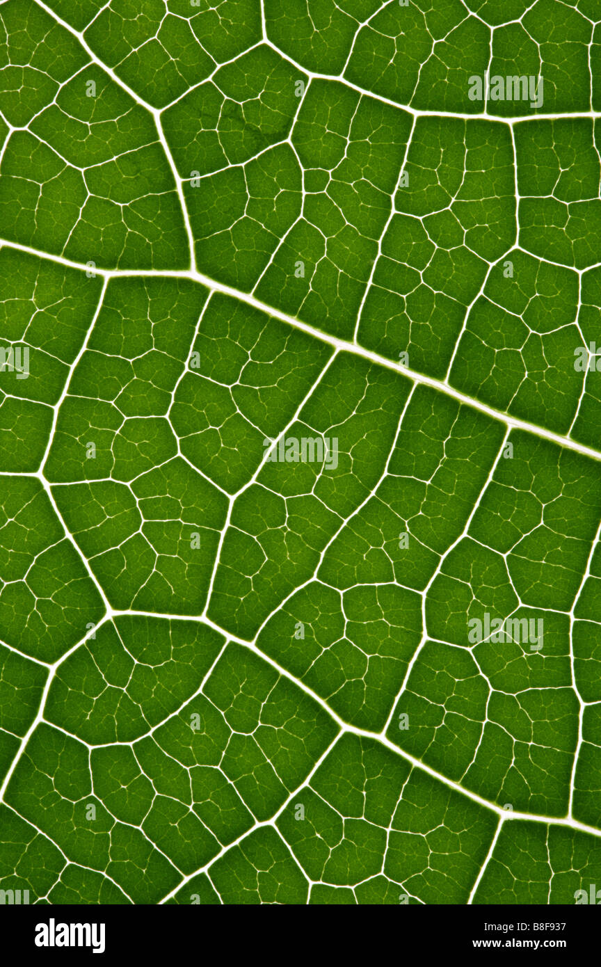 Close up of a green leaf with clear leaf vein Stock Photo - Alamy