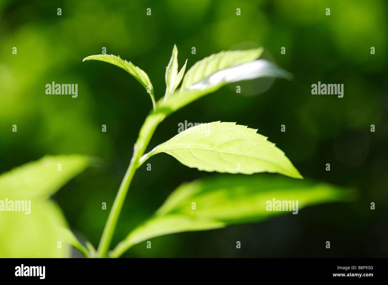 Sprout still life hi-res stock photography and images - Alamy