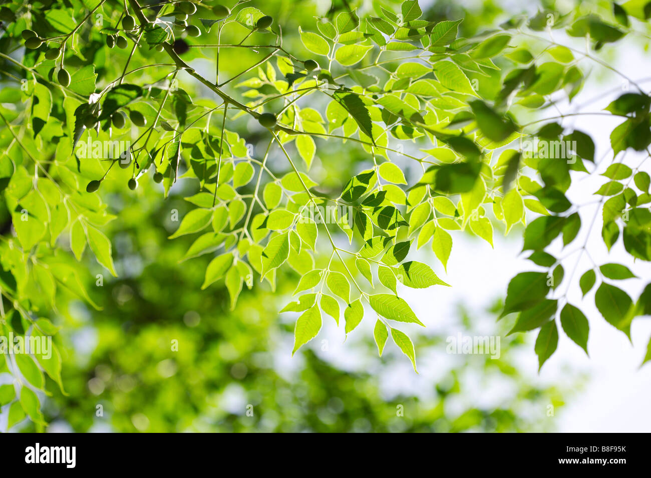 Close up of a tree of green leaves Stock Photo - Alamy