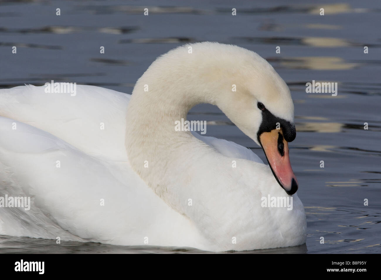 Female pen adult mute swan hi-res stock photography and images - Alamy