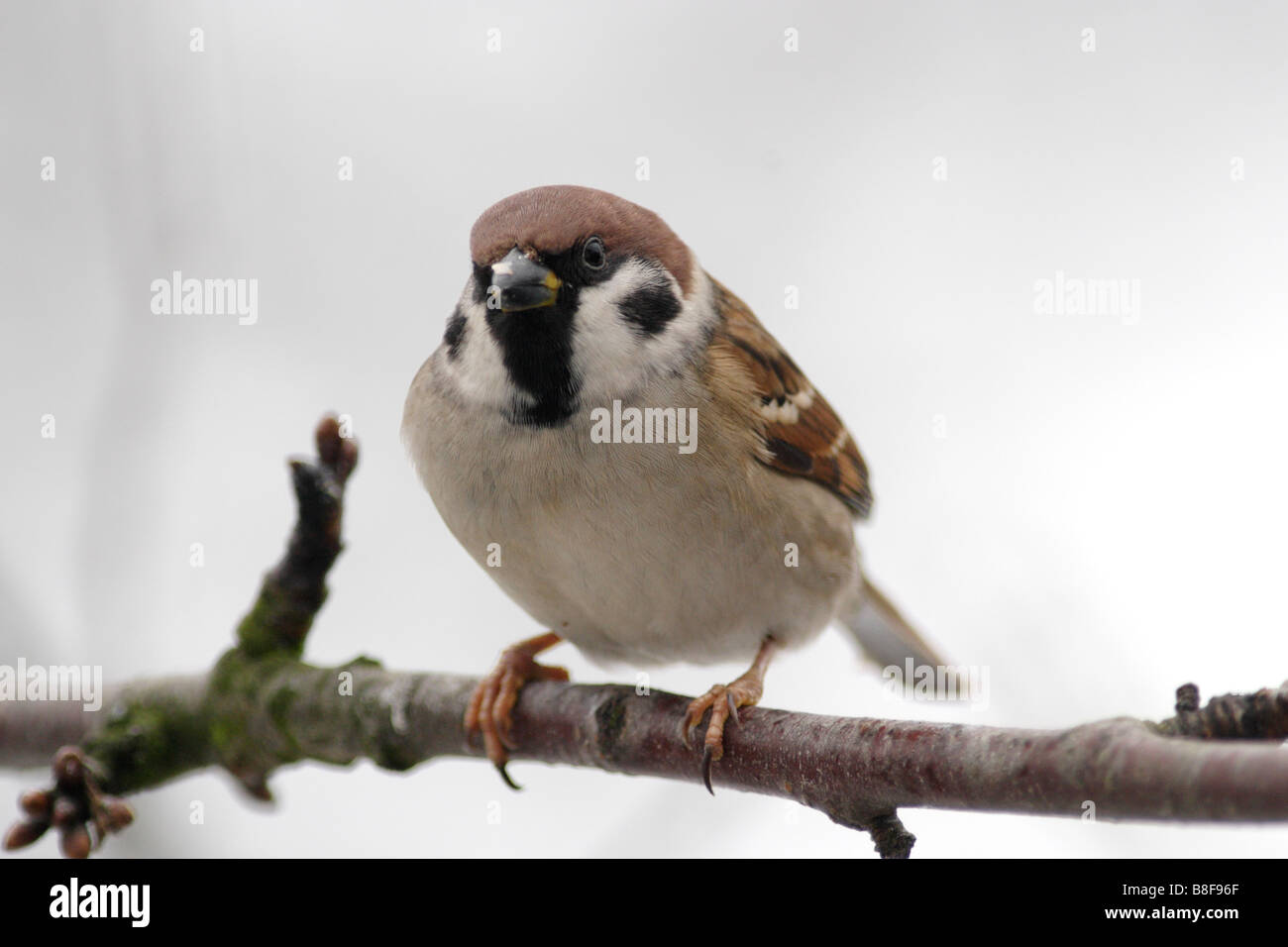 Passer montanus bird hi-res stock photography and images - Alamy
