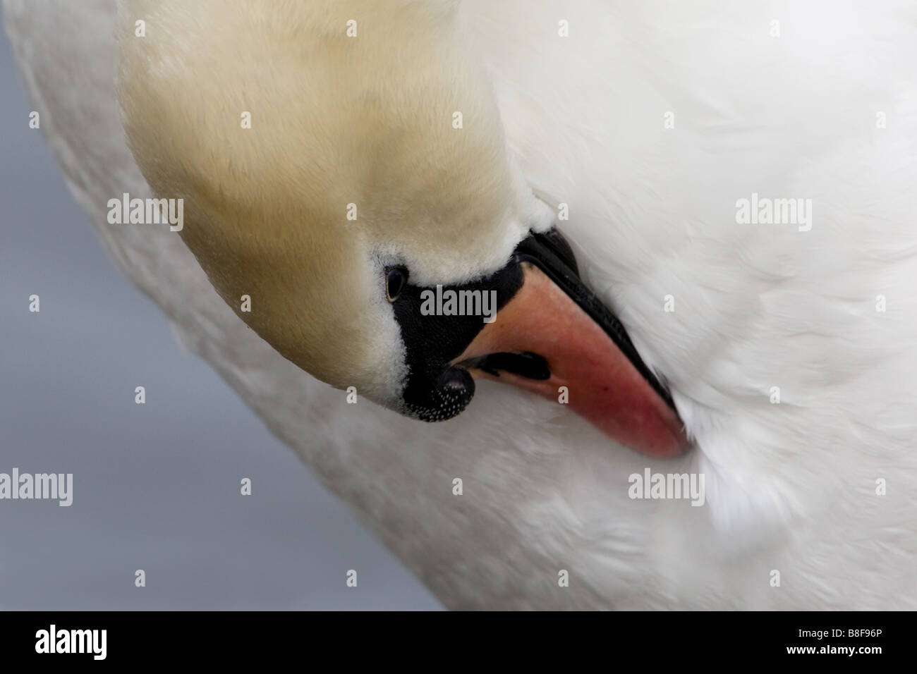 Preening chest hi-res stock photography and images - Alamy