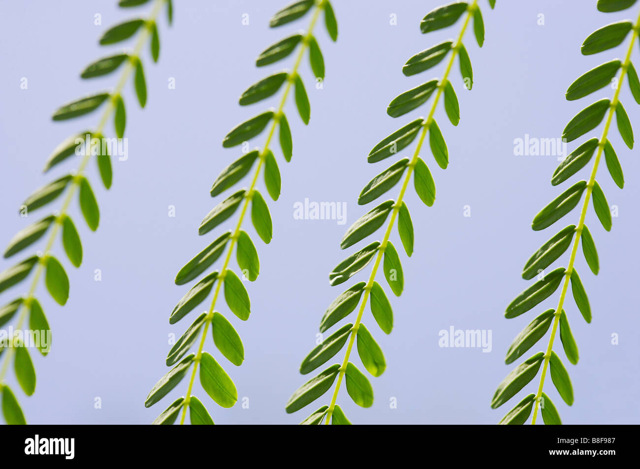 Close up of weeping willow in a row Stock Photo - Alamy