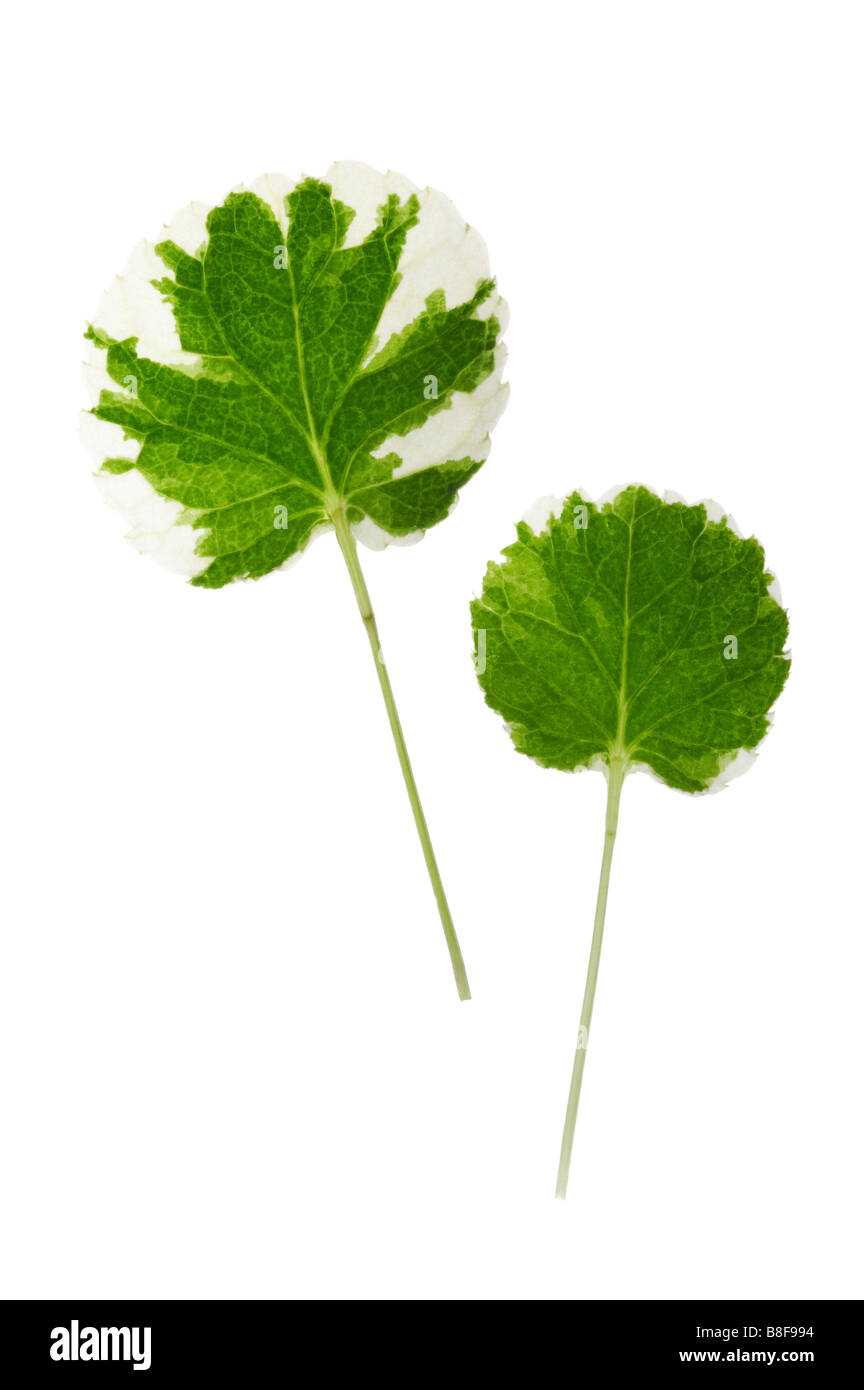 Two vertical leaves Cut Out Stock Images & Pictures - Alamy