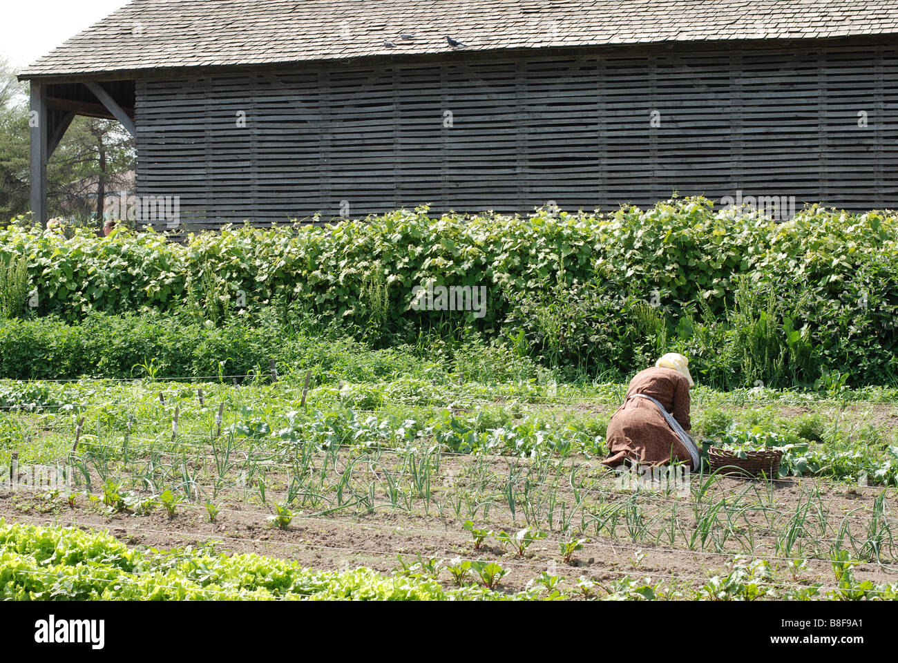 Prairie style planting hi-res stock photography and images - Alamy
