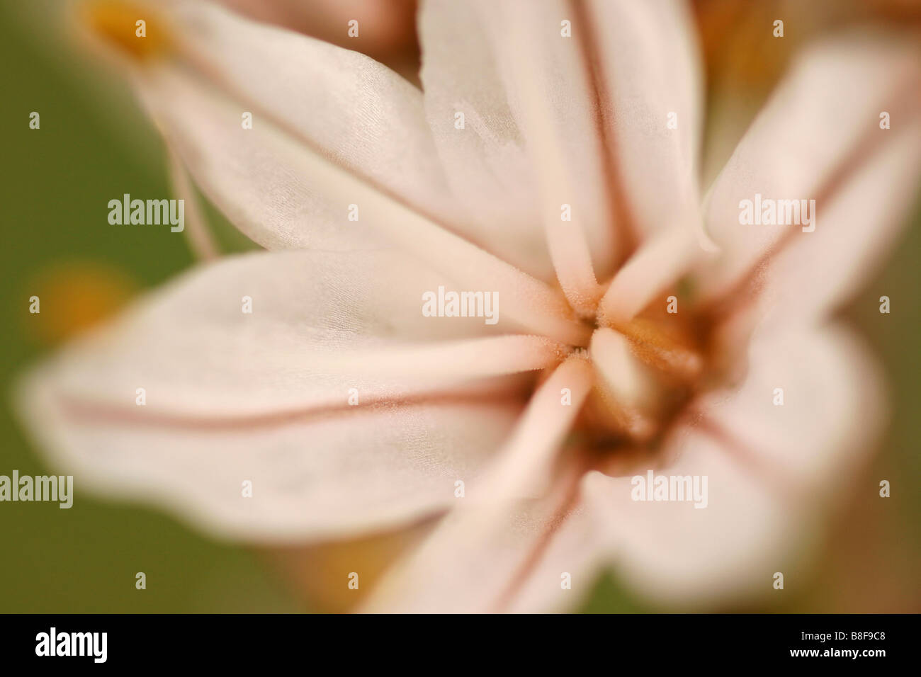 Asphodelus, plant,perennial plants,Europe Stock Photo - Alamy