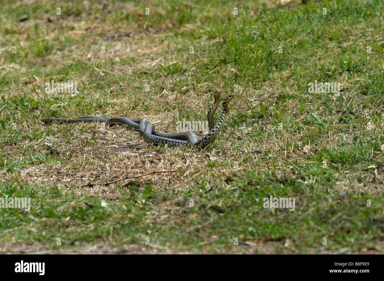 Writhing serpent hi-res stock photography and images - Alamy