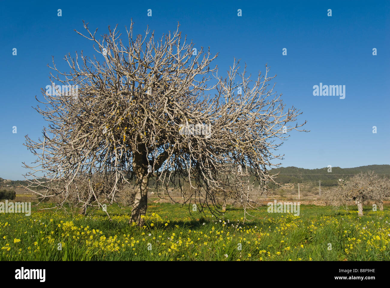 Leafless fig tree hi-res stock photography and images - Alamy