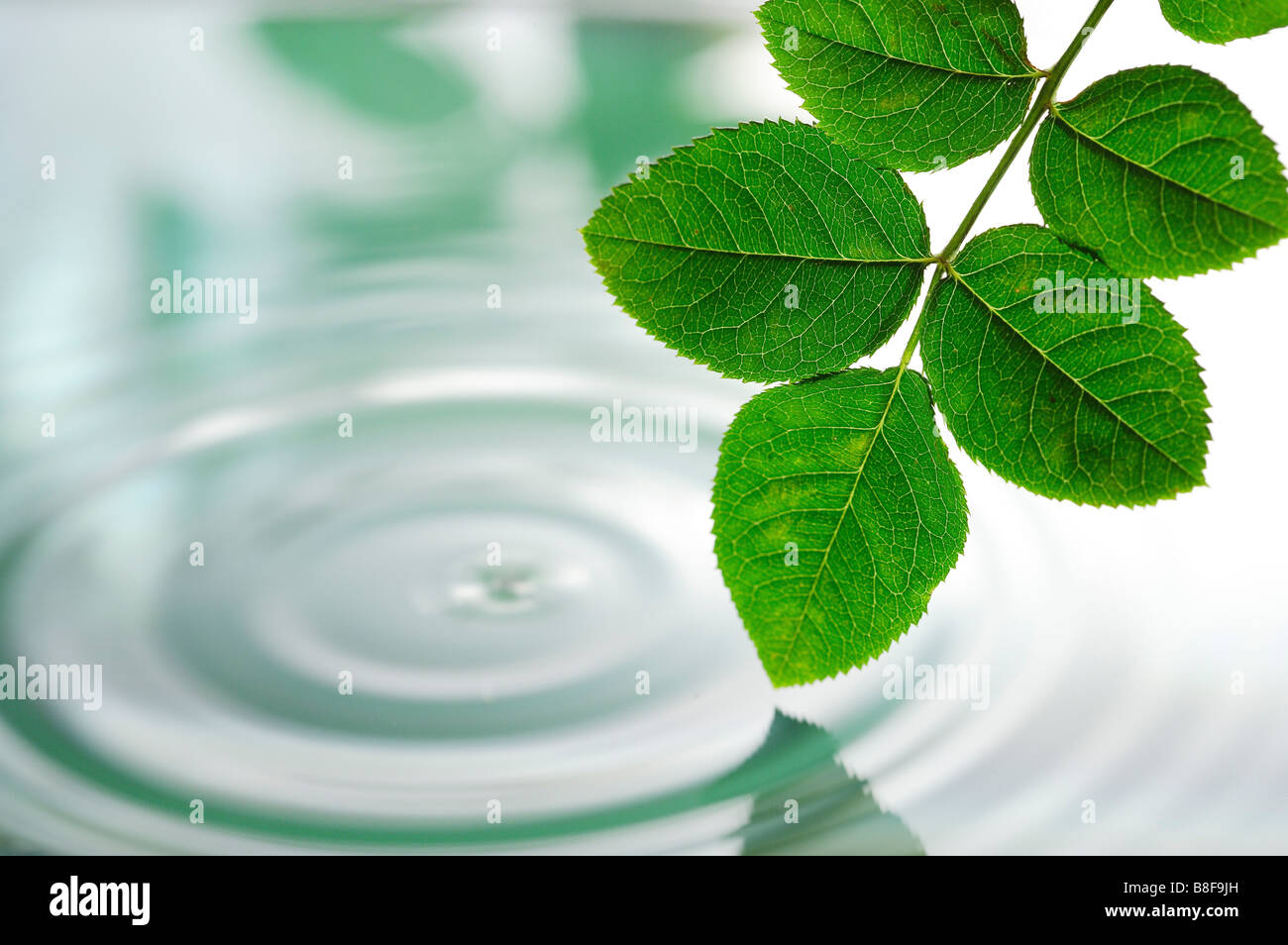 Ripped leaf hi-res stock photography and images - Alamy