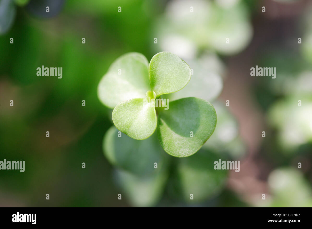 Clover leaves hi-res stock photography and images - Alamy
