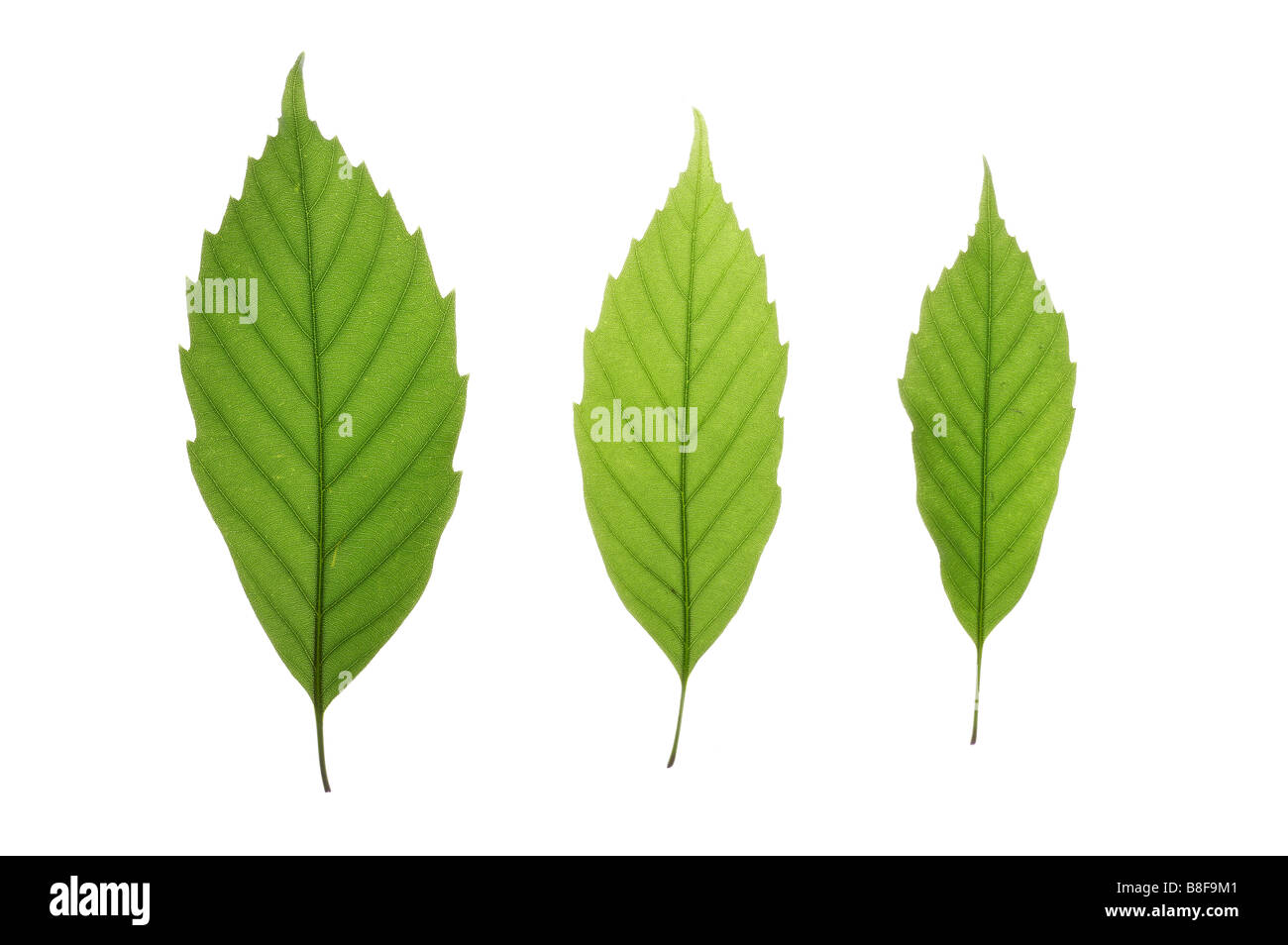 Three green leaves hi-res stock photography and images - Alamy