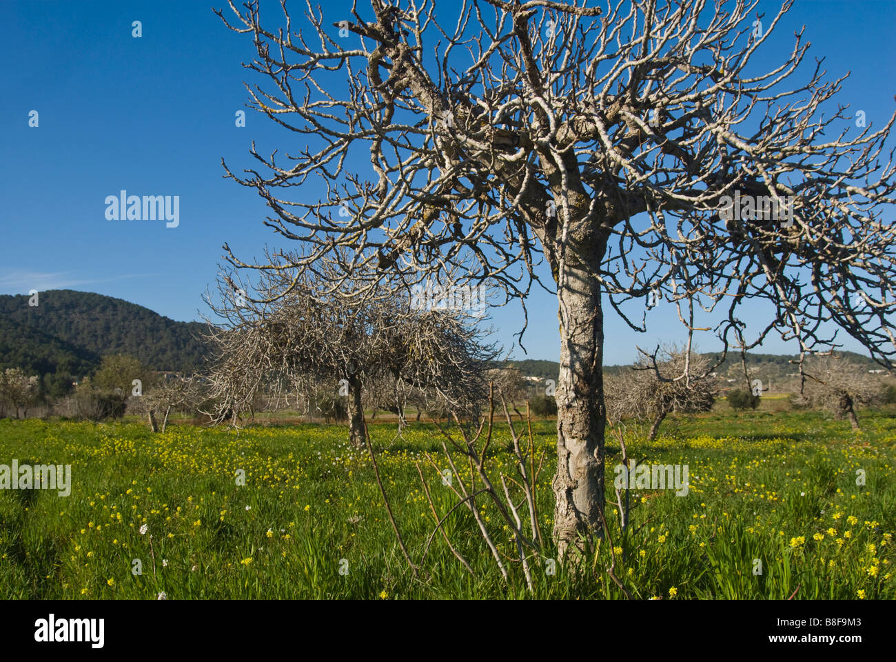 Leafless fig tree on a wildflowers field Stock Photo - Alamy