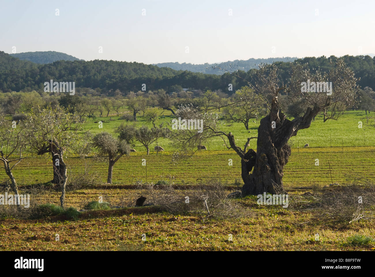 Santa ines hi-res stock photography and images - Alamy