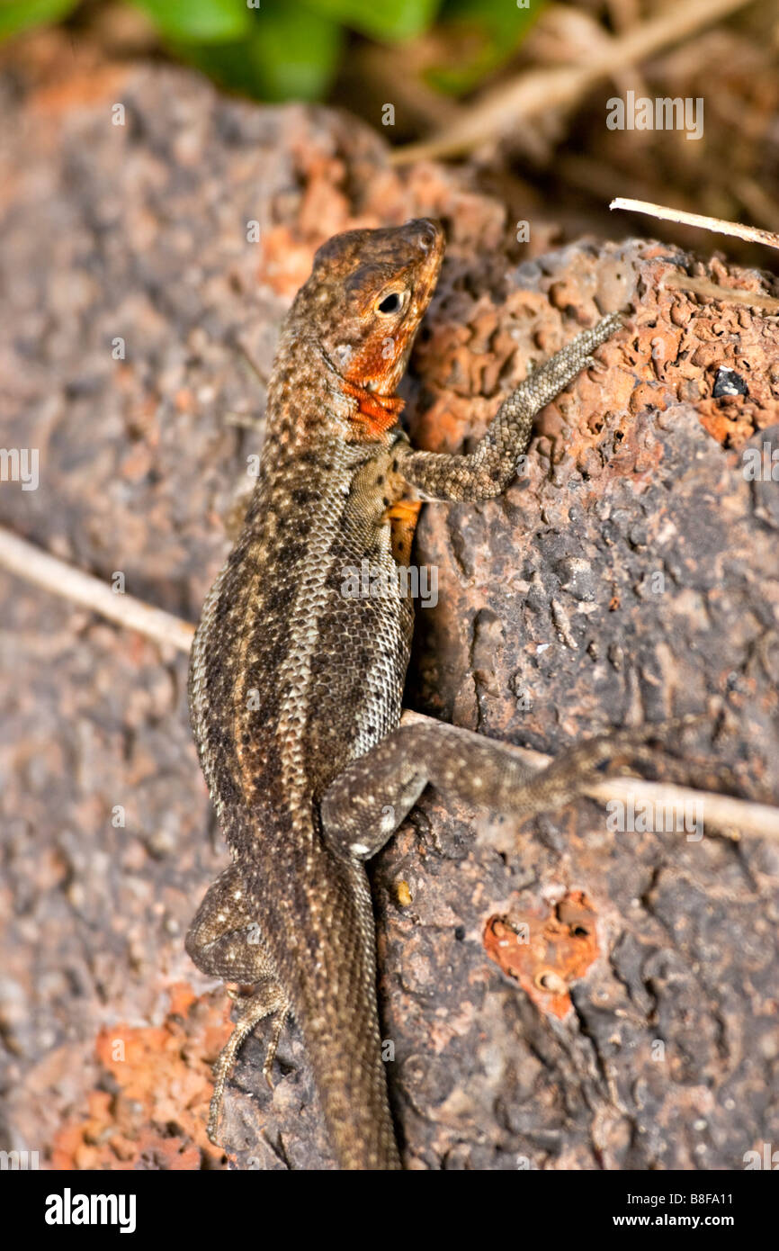 Female Lava Lizard, (Tropidurus) Isabella Island, Galapagos, Ecuador ...