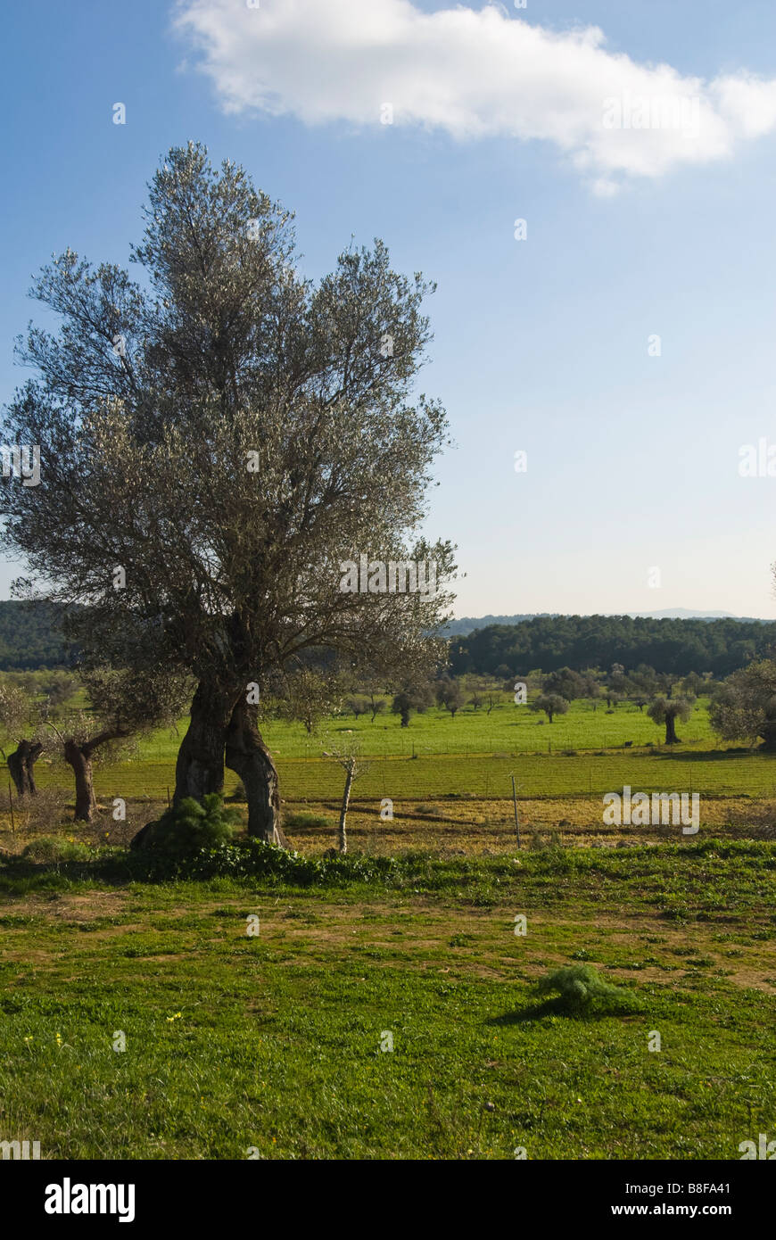 Santa ines hi-res stock photography and images - Alamy