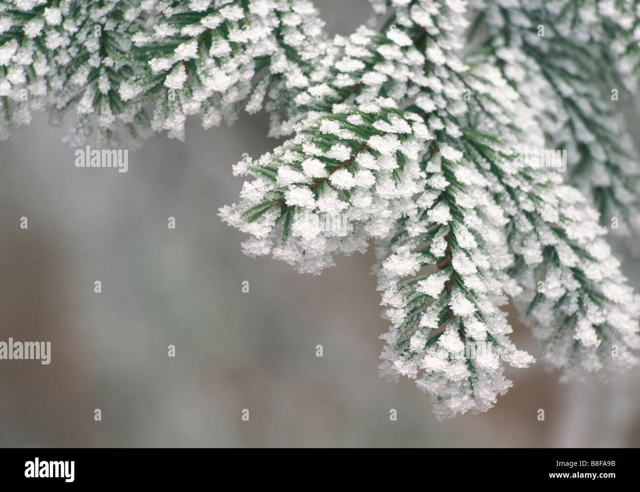 Hoarfrost hi-res stock photography and images - Alamy