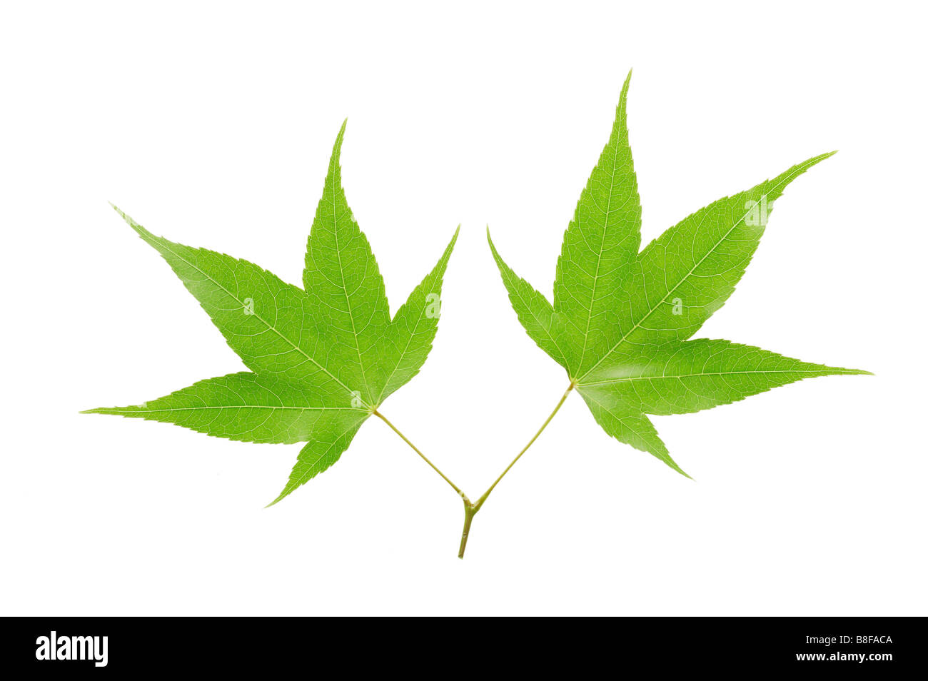 Close up shot two green hi-res stock photography and images - Alamy
