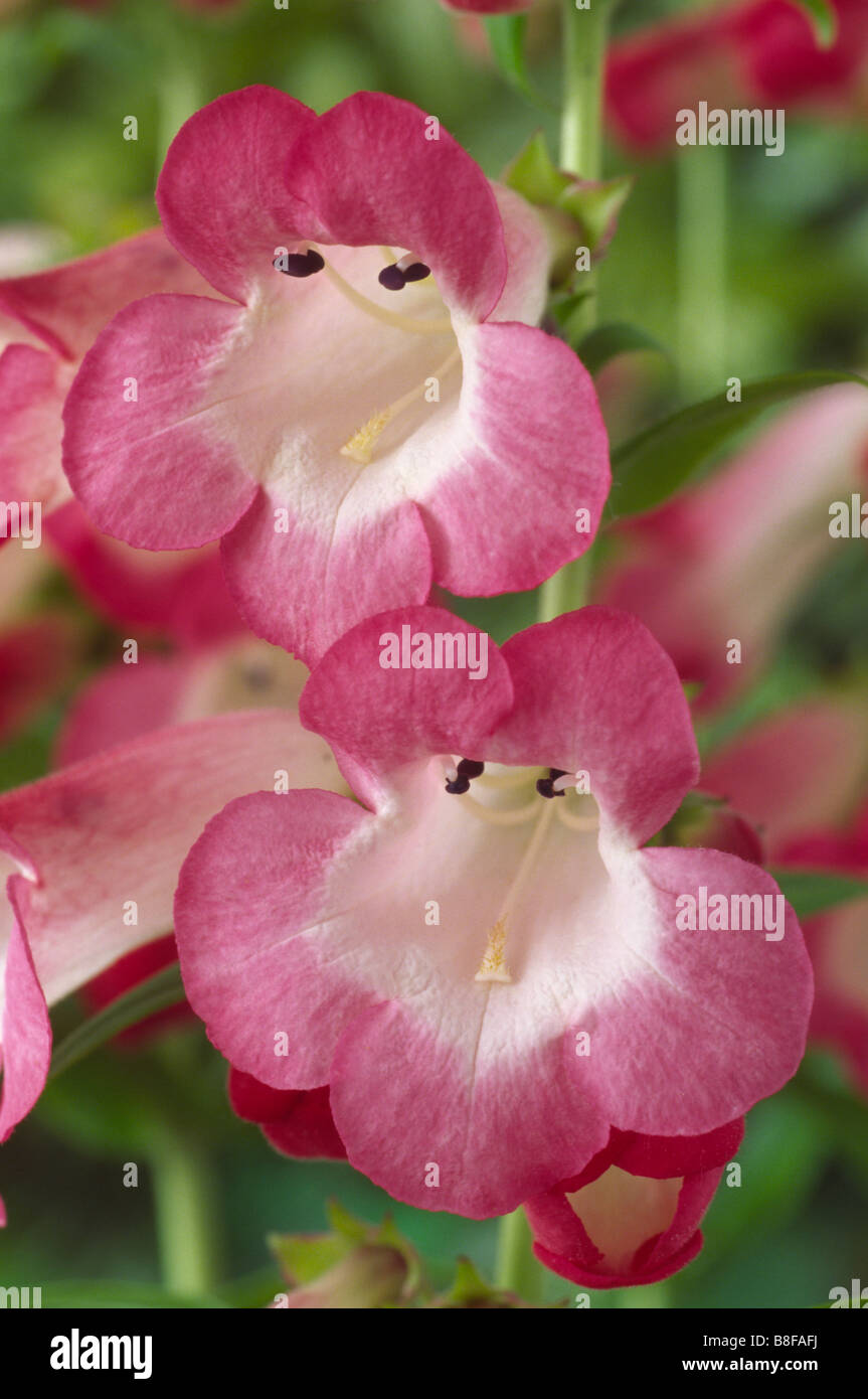 Penstemon 'Melting Candy' (Beard-tongue) Ice Cream Series Stock Photo ...